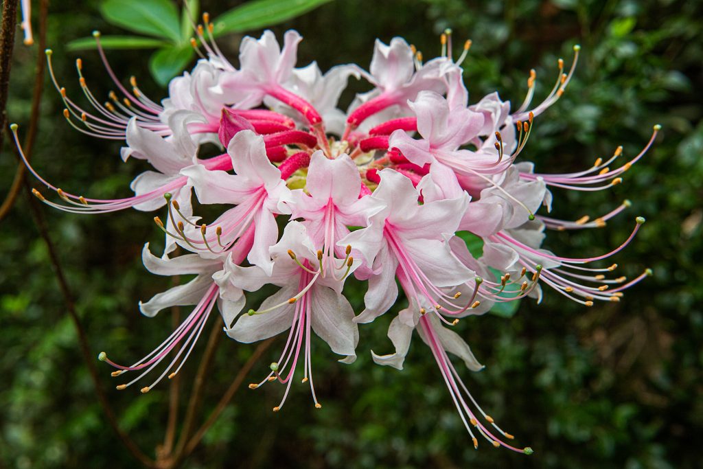 A Wateree Escape - Columbia Metropolitan Magazine