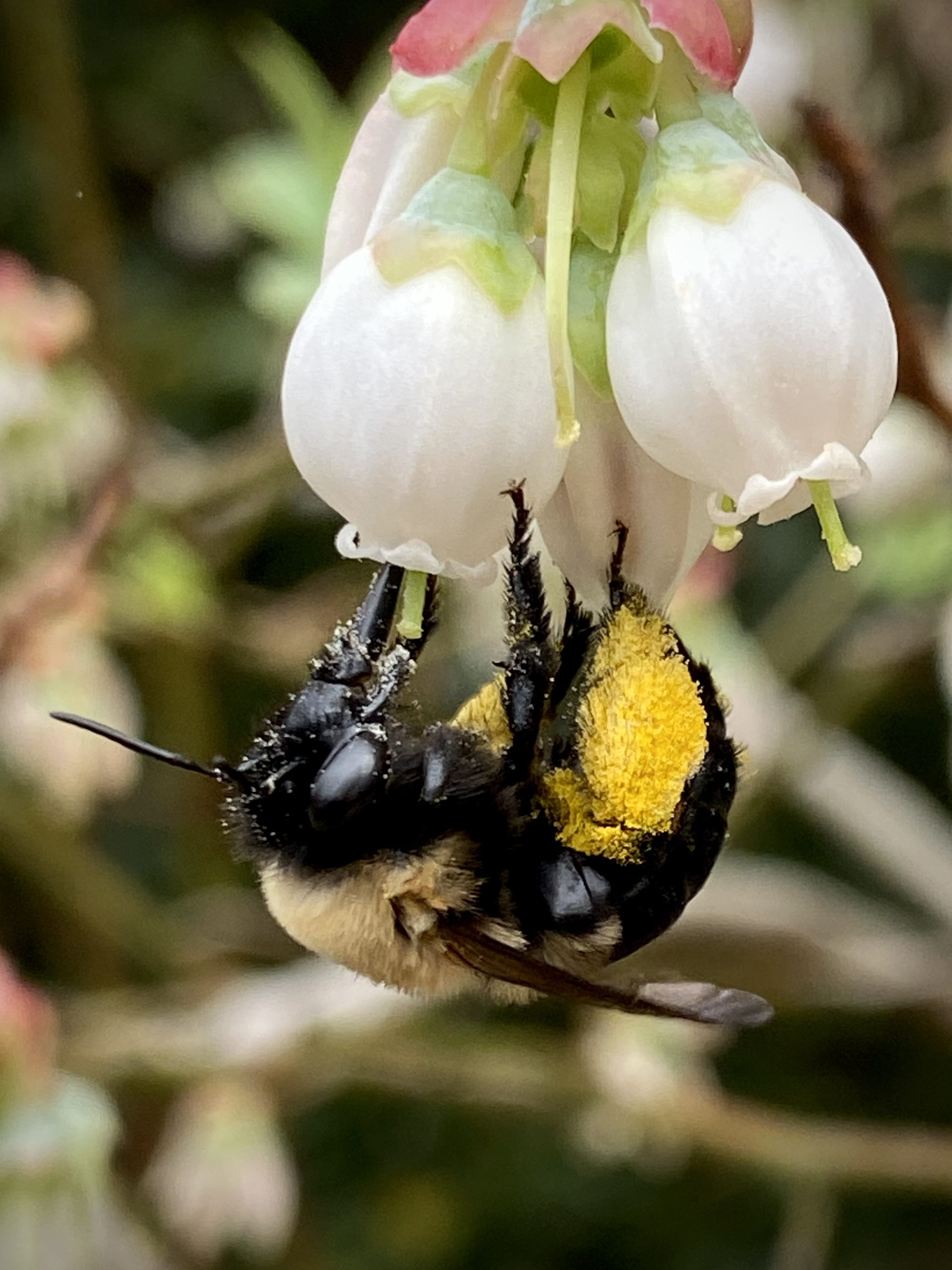 The Blueberry Buzz - Columbia Metropolitan Magazine