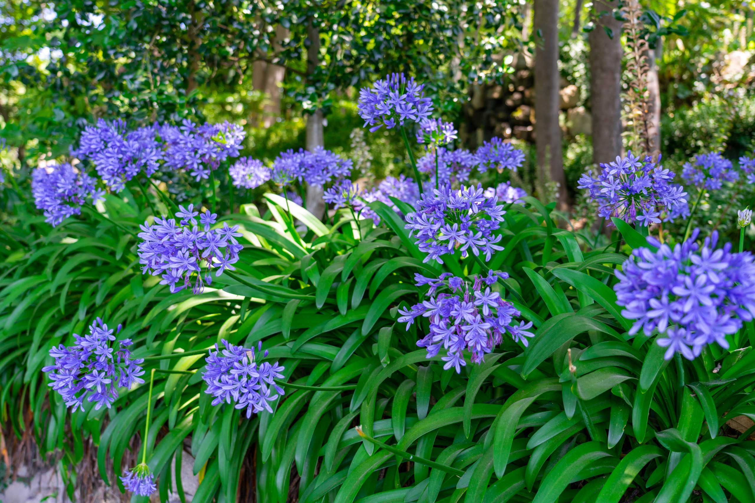 What’s Blooming? - Columbia Metropolitan Magazine