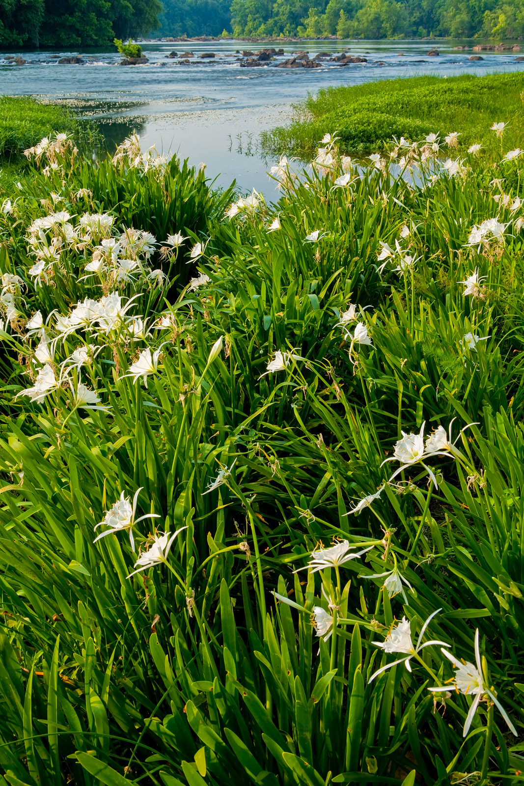Three Rivers Run Through It - Columbia Metropolitan Magazine