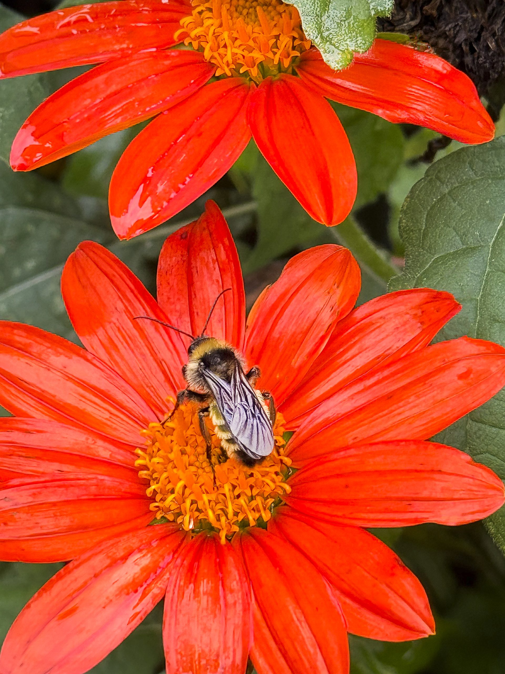 Growing Native - Columbia Metropolitan Magazine